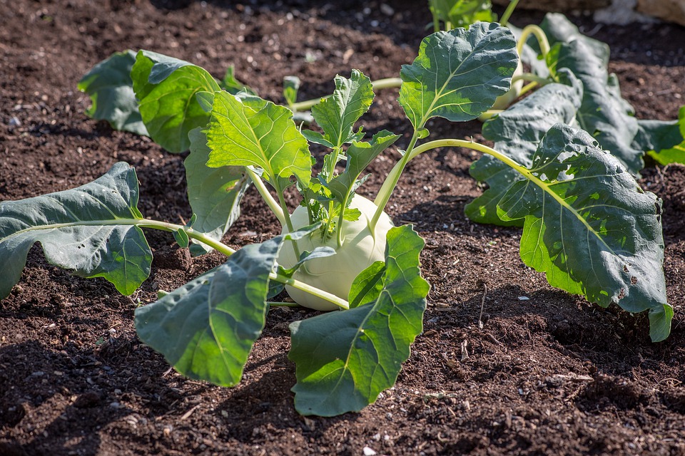 chou - Commune de Quédillac